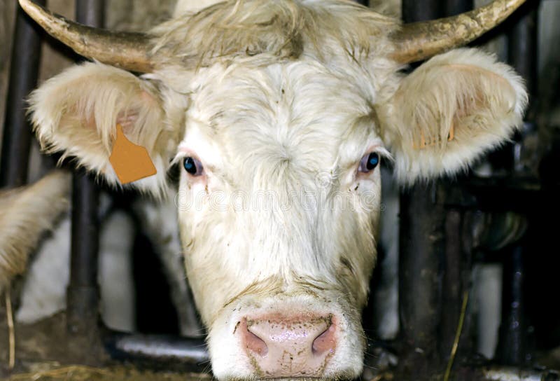 Cow portrait stock image. Image of head, agriculture - 36237327