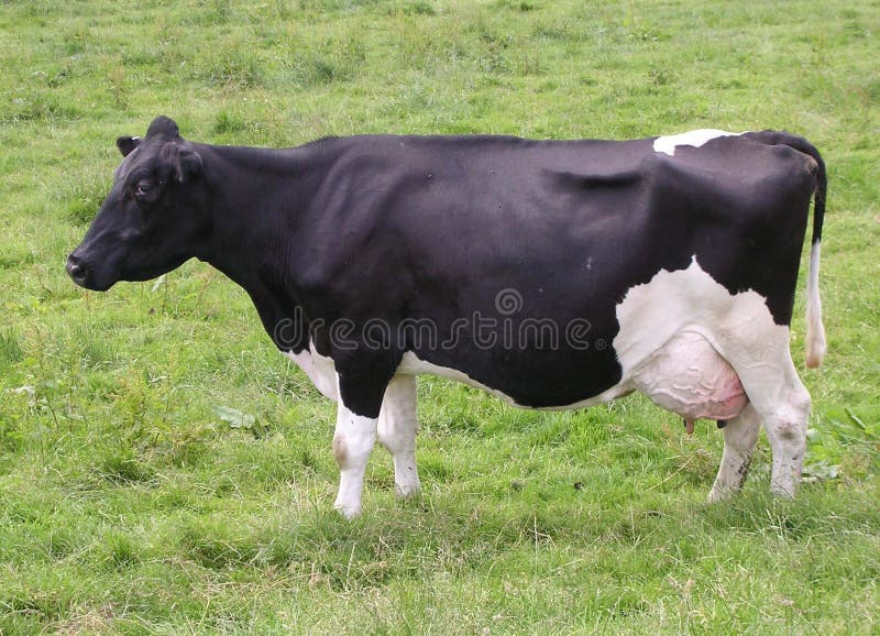Cow Posing. stock photo. Image of field, dairy, grass, black - 175382