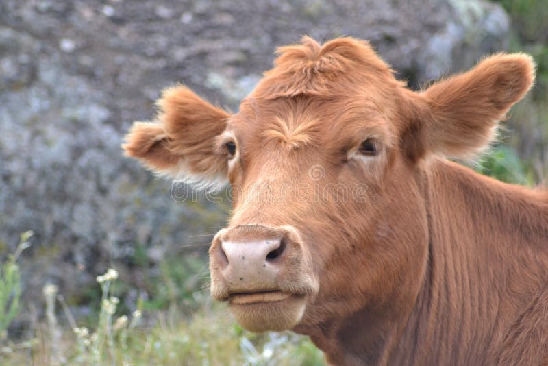 Cow Posing on the Grass Land Stock Image - Image of mammal, clouds ...