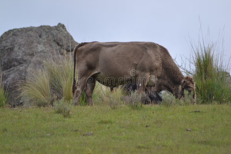 Cow Posing on the Grass Land Stock Image - Image of herd, head: 183901005