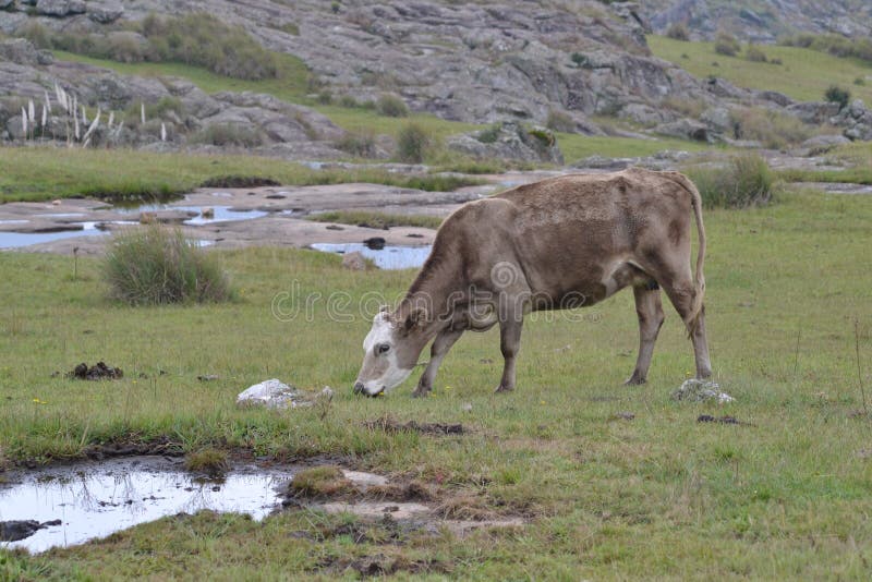 Cow Posing on the Grass Land Stock Image - Image of mammal, field ...