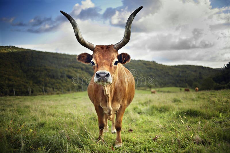 Cow Posing in a Green Field Stock Photo - Image of cattle, manure: 6743244