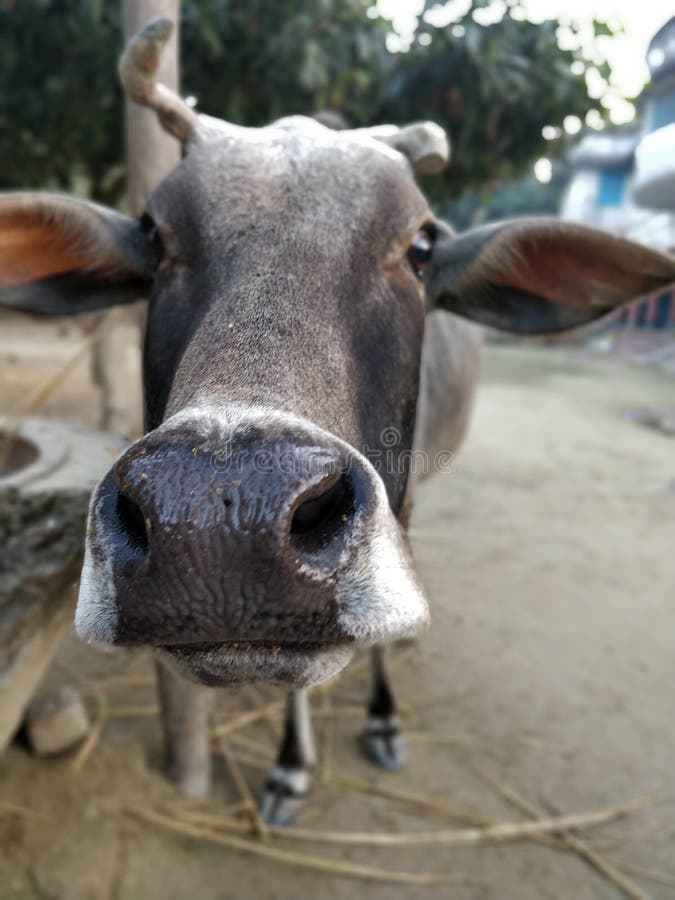 Cow potrait mode stock image. Image of potrait, mode - 107437425