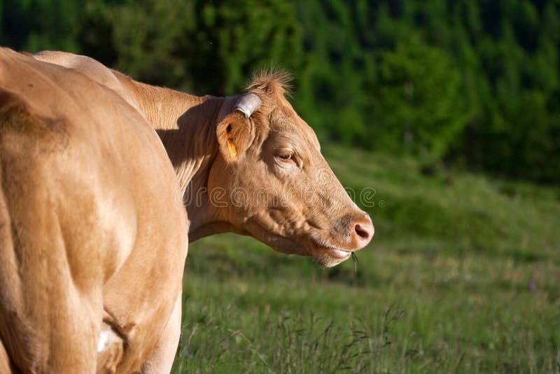 Cow in a prairie stock image. Image of field, outdoor - 10834761