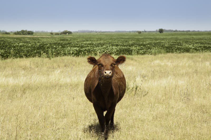Cow in prairie stock photo. Image of prairie, stand, outdoors - 29250354