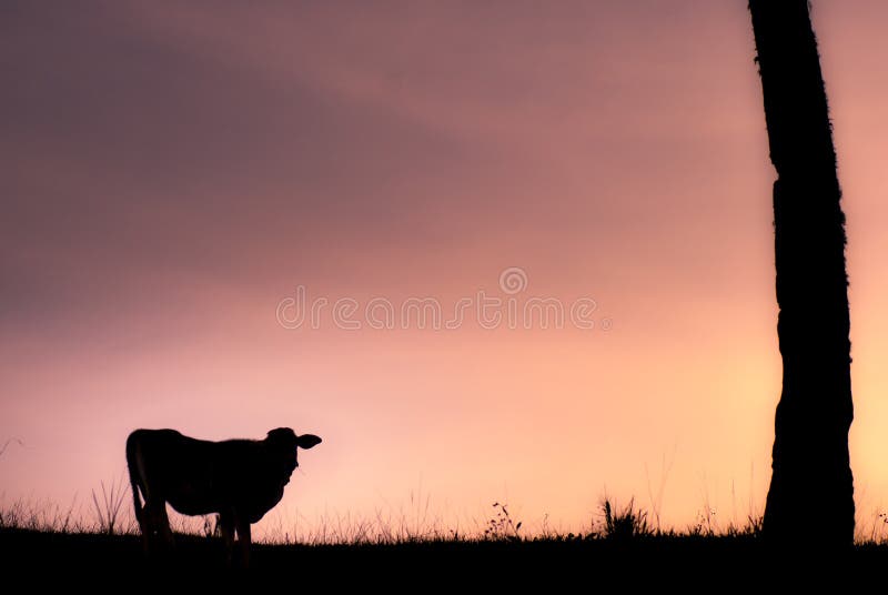 Cow at the Prairie during Sunset Stock Image - Image of animal, bright ...