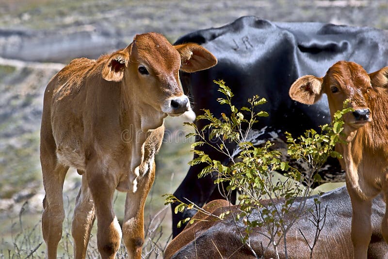 Cow puppy stock image. Image of brown, livestock, countryside - 82102353