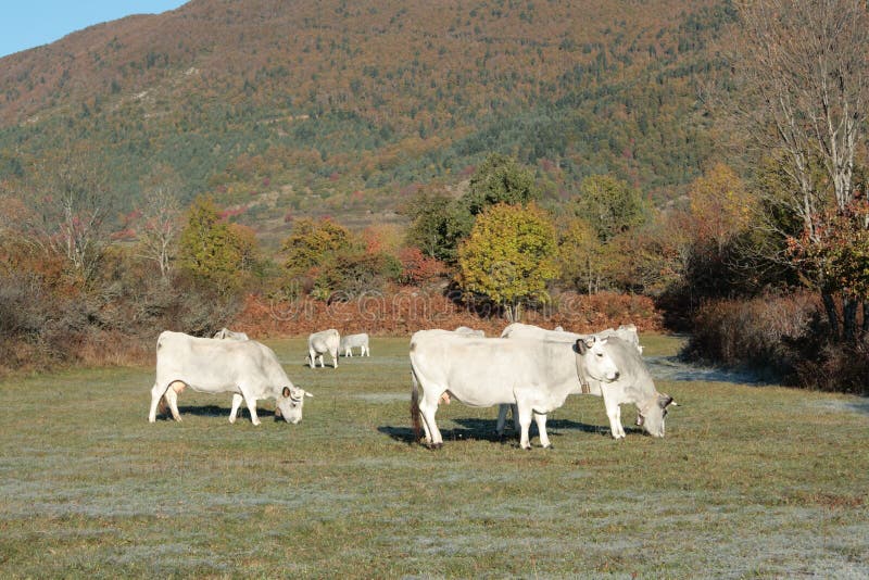 Gasconne cow in Pyrenees stock image. Image of europe - 57165629