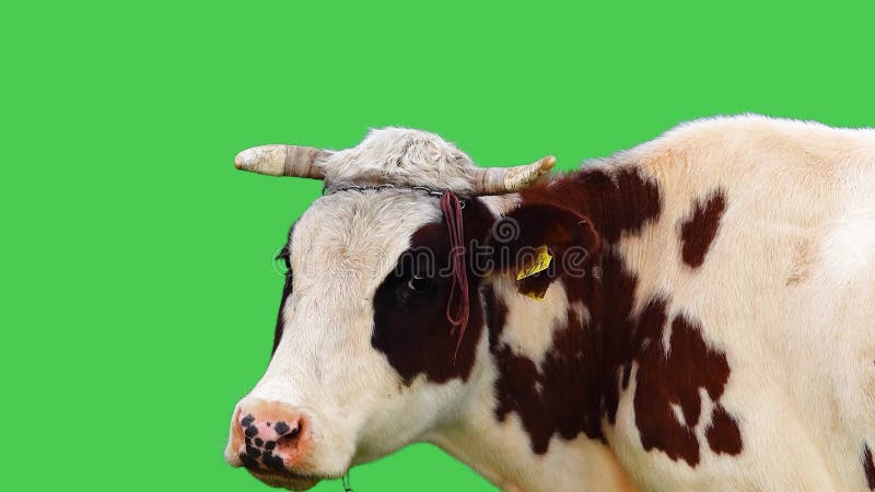 Cow Raises Its Head on Green Stock Footage - Video of funny, cheerful ...