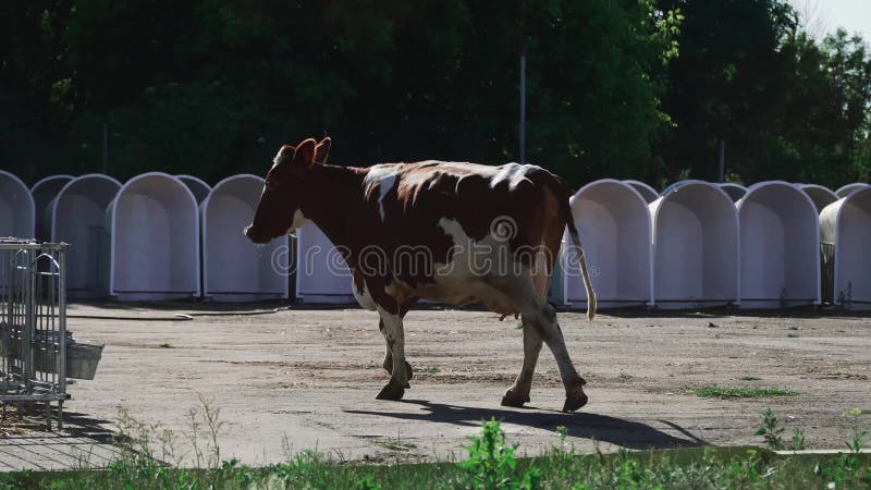 The cow ran to the calves stock footage. Video of lady - 128681650