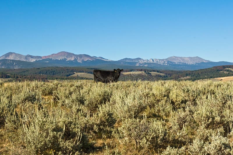 Cow on the Range stock image. Image of farm, landscape - 16006755