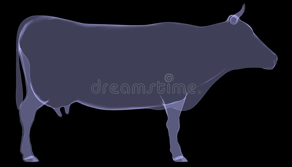 Cow. the X-ray render stock illustration. Illustration of clear - 33789851