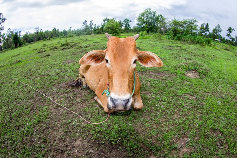 Cow stock photo. Image of beef, black, hoof, cattle, front - 57875054