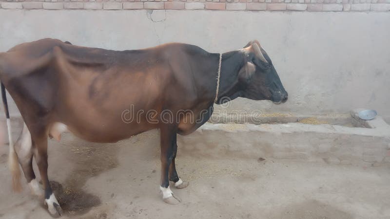 Shiwal Generation Stock Photos - Free & Royalty-Free Stock Photos from ...