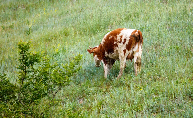 A Cow with Red Spots Grazes in Nature Stock Photo - Image of ...