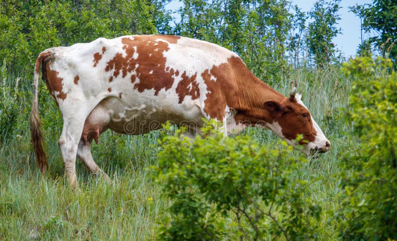 A Cow with Red Spots Grazes in Nature Stock Photo - Image of grass ...