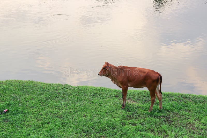 Cow Relax on Grass Riverside Stock Image - Image of mottled, nature ...