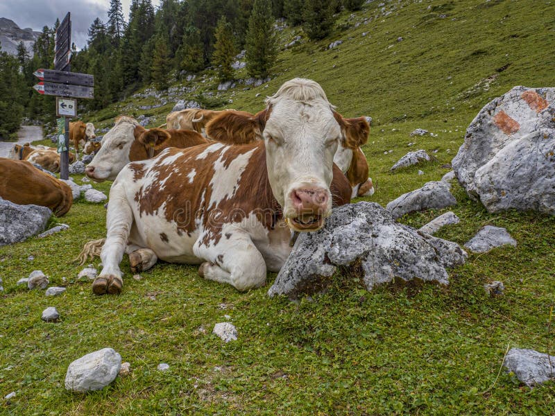 Cow relaxing in dolomites stock photo. Image of relax - 228715580