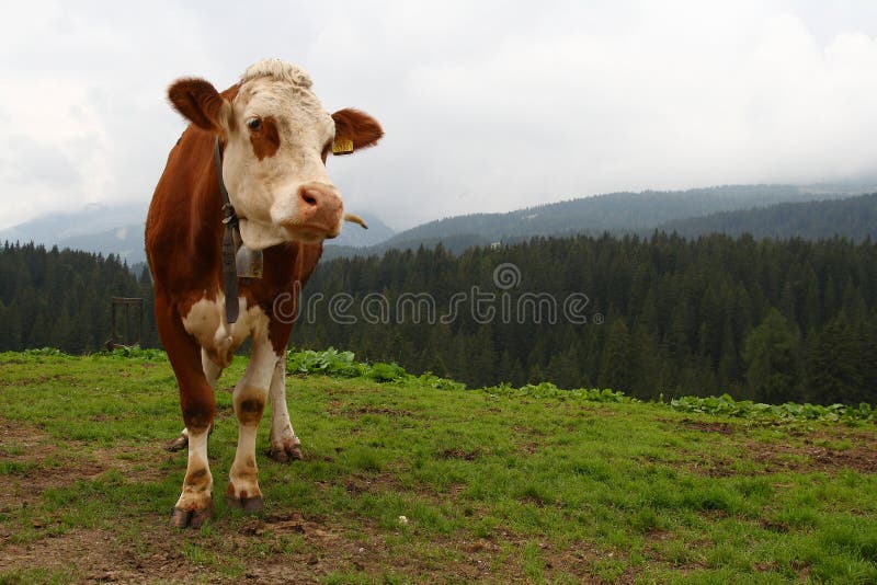 Cow relaxing stock photo. Image of nature, animals, violet - 53383336