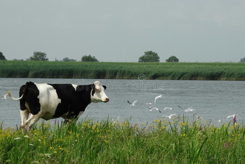 Cow Relaxing Near the Waterside Stock Image - Image of relaxing, cattle ...