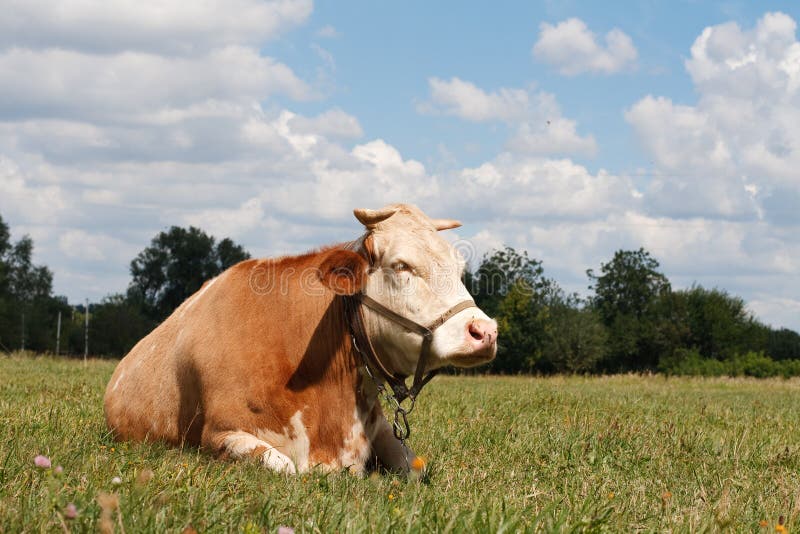 Cow resting stock image. Image of beauty, animal, brown - 26241563