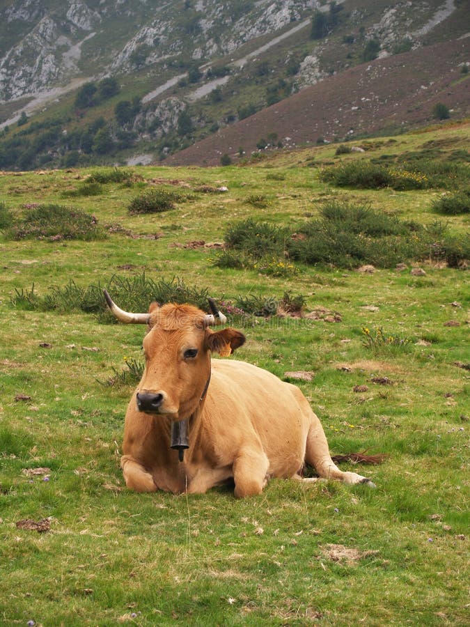 Cow resting on a alp stock photo. Image of europa, meadow - 4598392