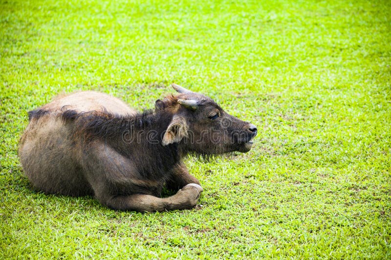 Cow Resting in a Bright Green Grassy Field Stock Image - Image of green ...