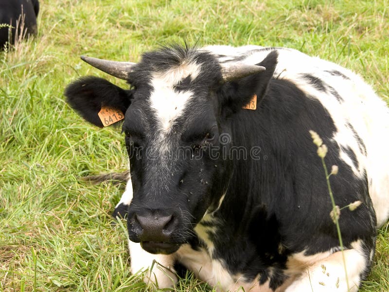 Cow Resting in Grass, Agriculture. Stock Photo - Image of farming ...