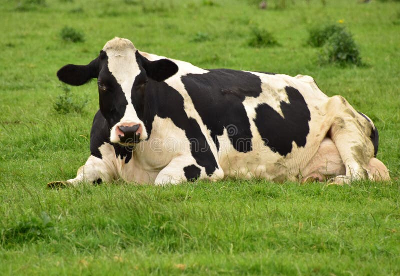 Cow resting in the grass stock photo. Image of green - 103135364
