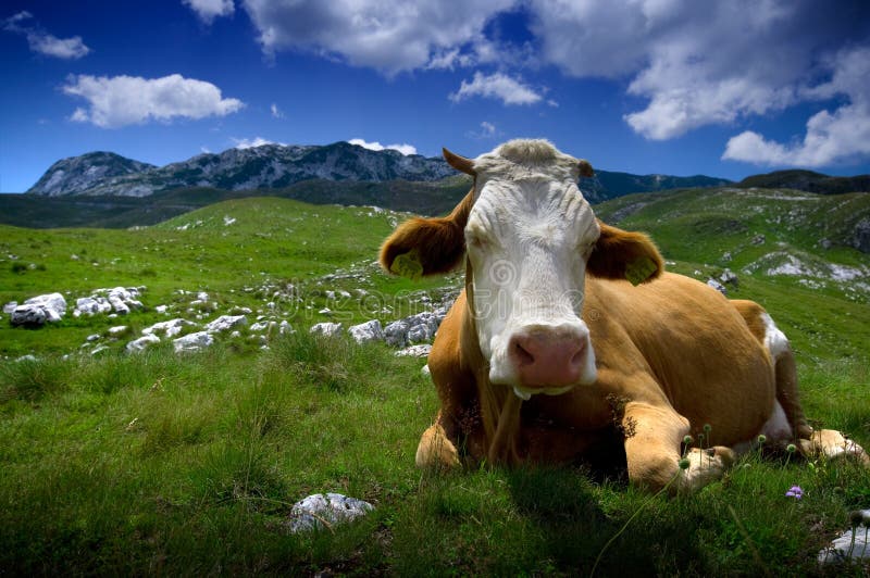 Cow resting on green grass stock image. Image of ranch - 10718001