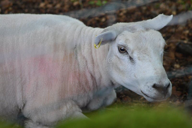 Cow stock image. Image of animals, domestic, nature, resting - 75896813