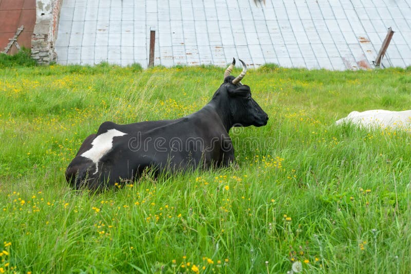 Cow resting stock photo. Image of countryside, dairy - 143439510