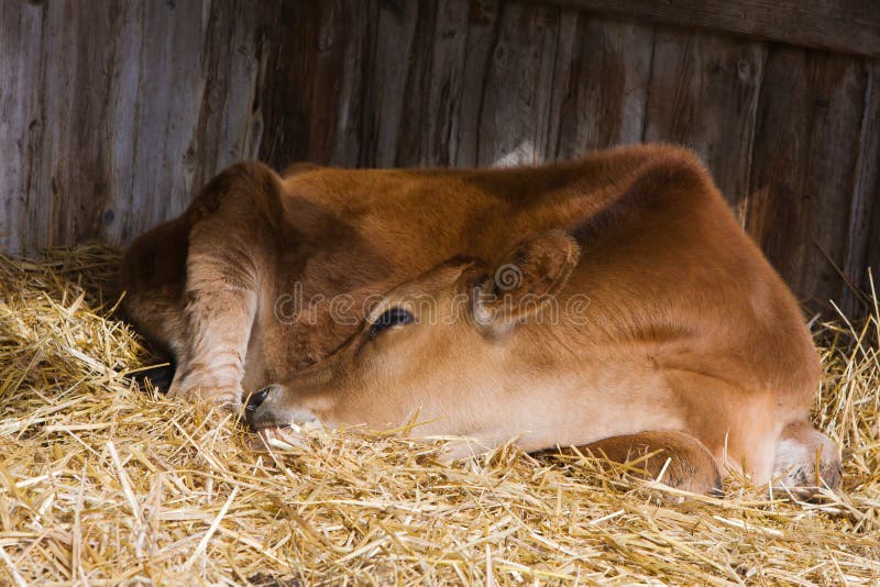 A Cow resting in a manger. stock photo. Image of agriculture - 11703874
