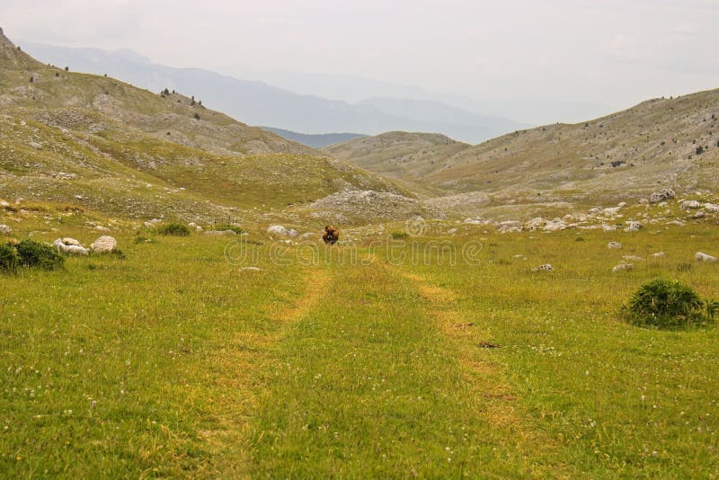 Cow Resting in the Mountains during the Daytime Stock Photo - Image of ...