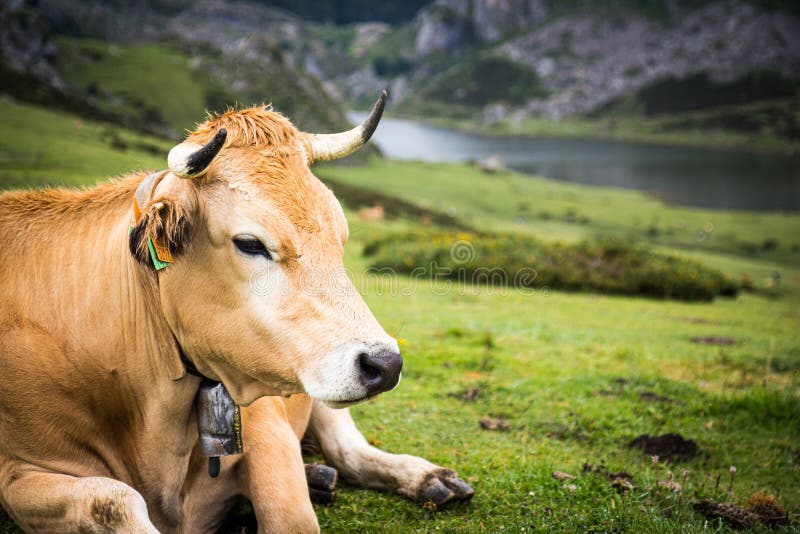 Cow Resting Peacefully in the Middle of a Green Meadow with a Lake ...