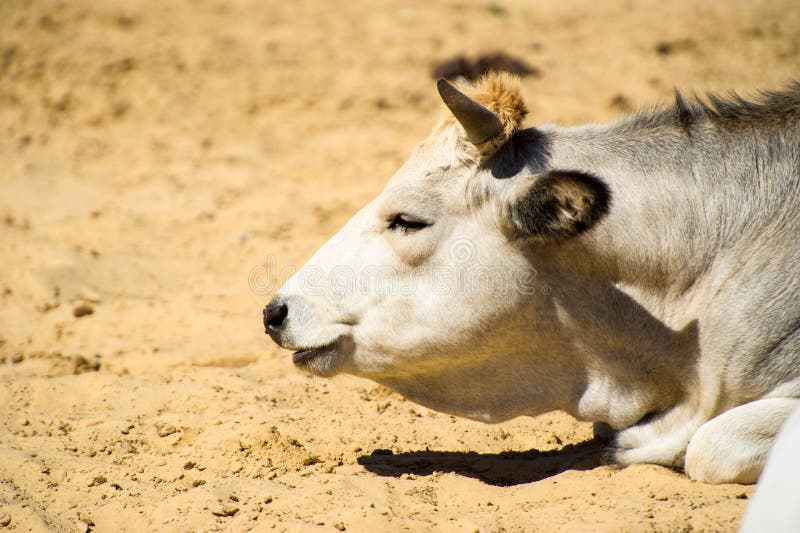 Cow is resting on the sand stock image. Image of summer - 165101783