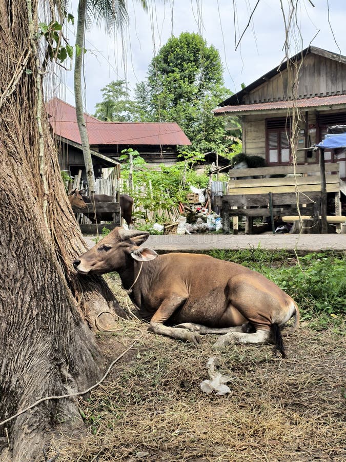 A Cow is Resting beside a Tree Stock Photo - Image of mamalia, tree ...