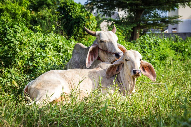 Cow resting stock image. Image of dairy, rural, animal - 45323275
