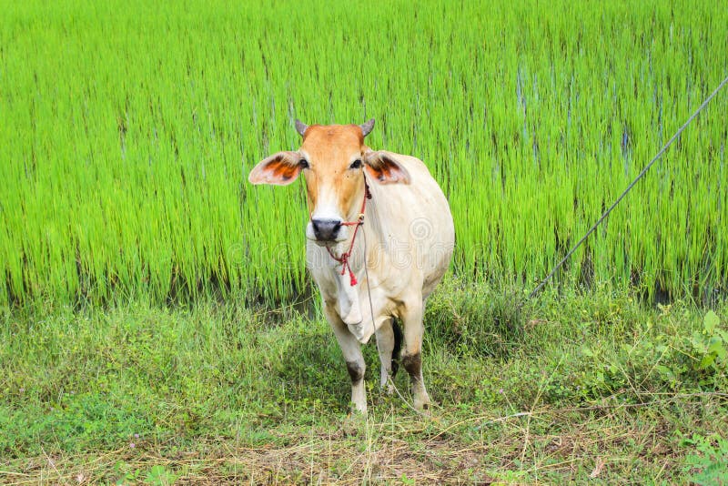 A Cow Standing In Rice Field Stock Photo - Image of thailand, rice ...