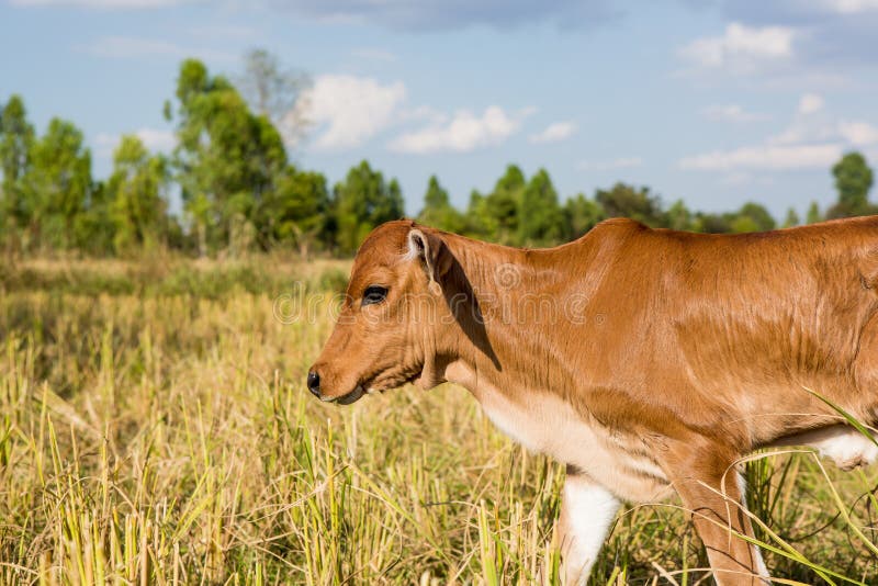 Cow in rice field stock image. Image of bovine, farm - 63239229
