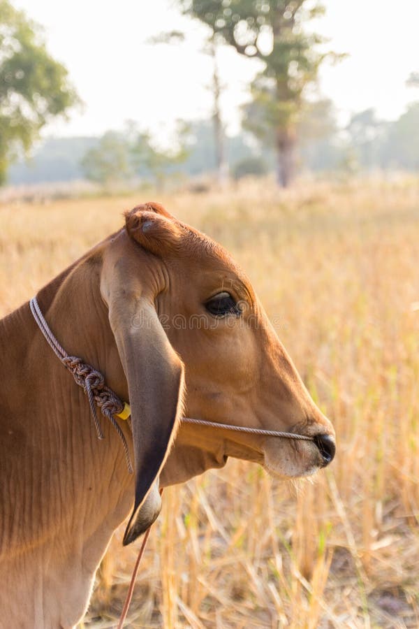 1,798 Cow Paddy Stock Photos - Free & Royalty-Free Stock Photos from ...