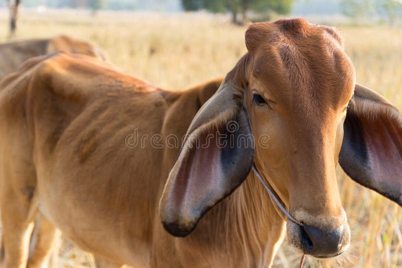 1,673 Cow Paddy Photos - Free & Royalty-Free Stock Photos from Dreamstime