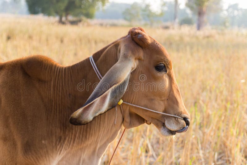 Cow in rice paddy field stock photo. Image of farmland - 52620634