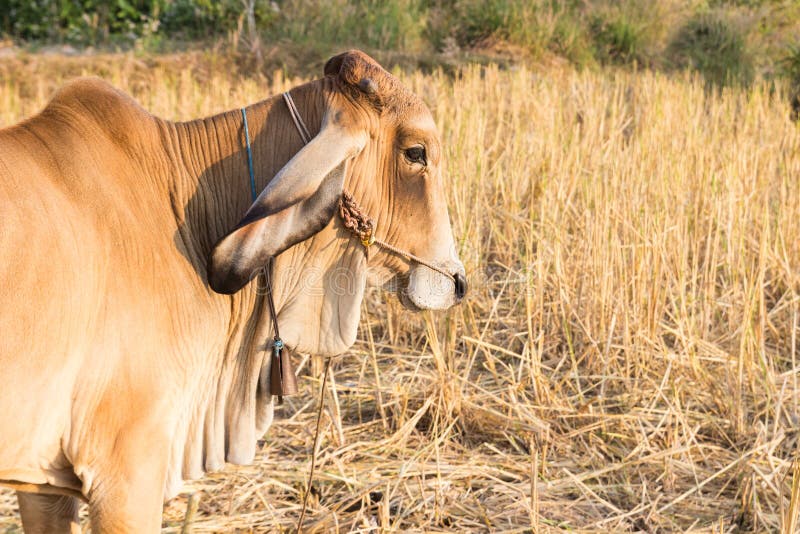 Cow in rice paddy field stock photo. Image of cattle - 52621808