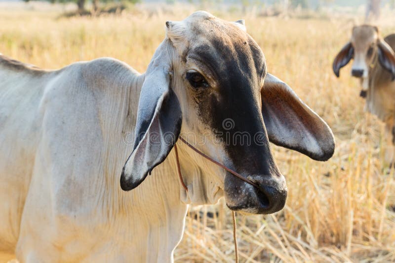 1,324 Cow Rice Paddy Field Stock Photos - Free & Royalty-Free Stock ...