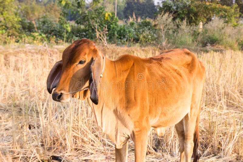 Cow Paddy Stock Images - Download 1,214 Royalty Free Photos