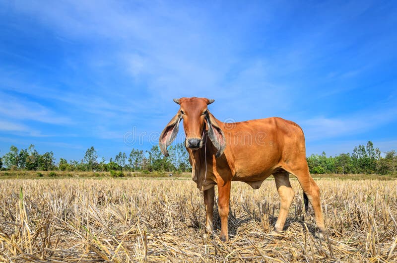 Cow on the Rise Straw and Blue Sky Background Stock Image - Image of ...