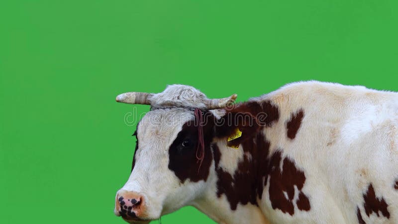 Cow Rises Center of Frame on Green Screen. Stock Video - Video of ...