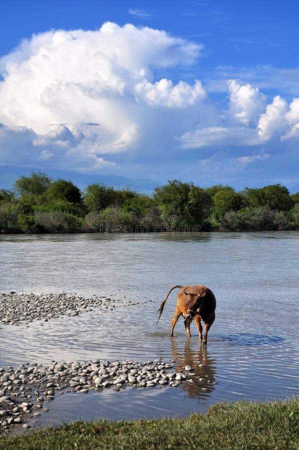 A cow in river stock image. Image of animal, wild, cloud - 19950367