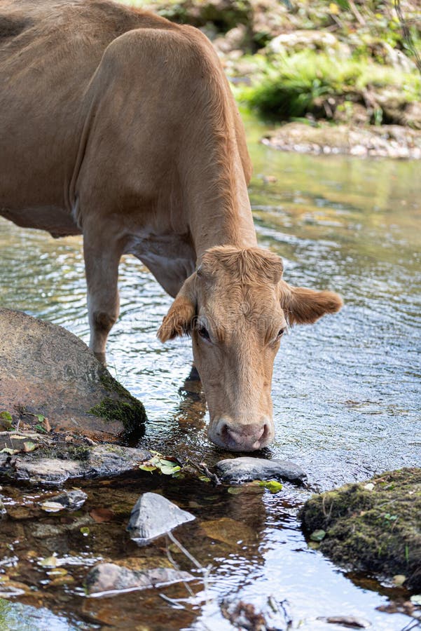 Cow in the River Moving and Drinking Water Stock Photo - Image of ...